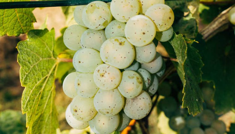 Soiuri de struguri pentru vin si de masă de la Fruit Agro