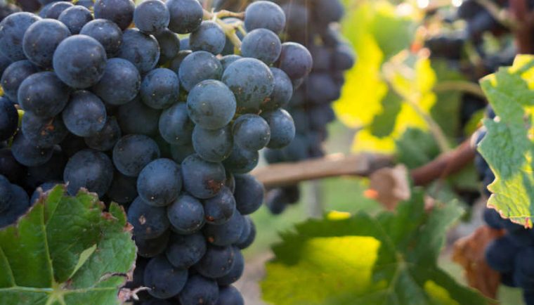 Soiuri de struguri pentru vin si de masă de la Fruit Agro