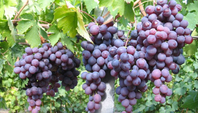 Soiuri de struguri pentru vin si de masă de la Fruit Agro