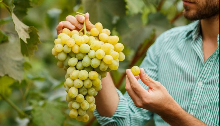 Soiuri de struguri pentru vin si de masă de la Fruit Agro