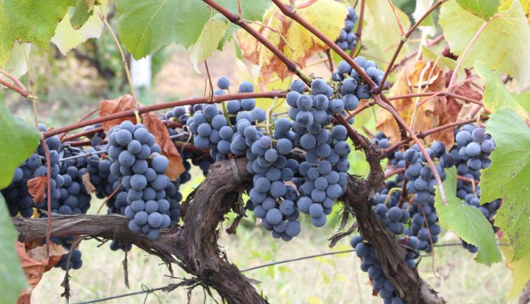 Soiuri de struguri pentru vin si de masă de la Fruit Agro