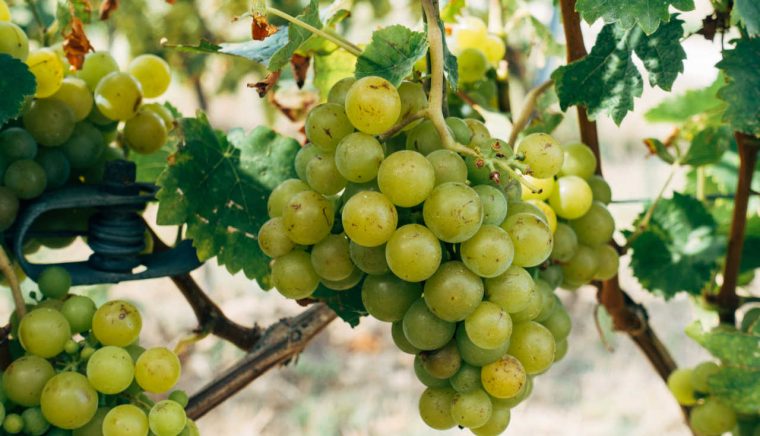 Soiuri de struguri pentru vin si de masă de la Fruit Agro
