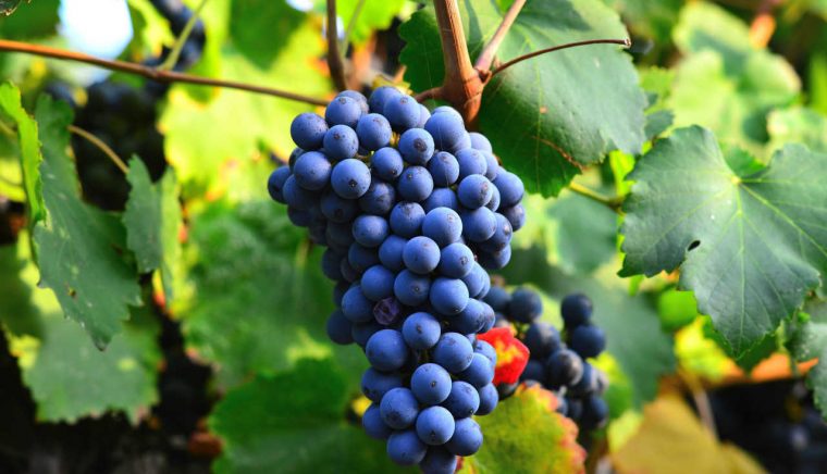 Soiuri de struguri pentru vin si de masă de la Fruit Agro