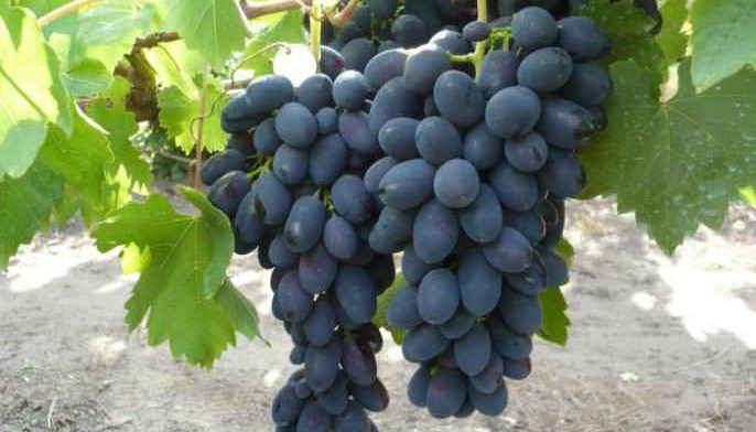 Soiuri de struguri pentru vin si de masă de la Fruit Agro