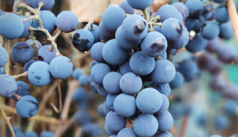 Soiuri de struguri pentru vin si de masă de la Fruit Agro