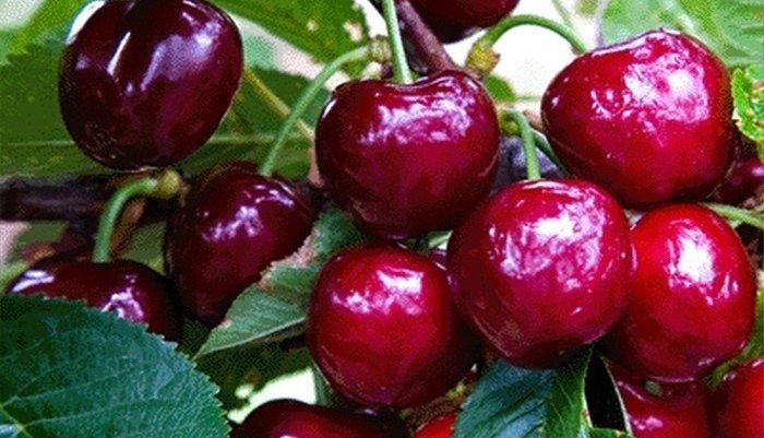 Soiuri de cirese din Moldova furnizate de Fruit Agro