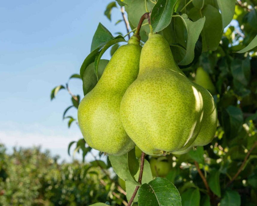 The Fruit Agro company - supplier of fruits and cereals