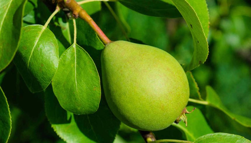 Soiuri de pere din Moldova furnziate de Fruit Agro