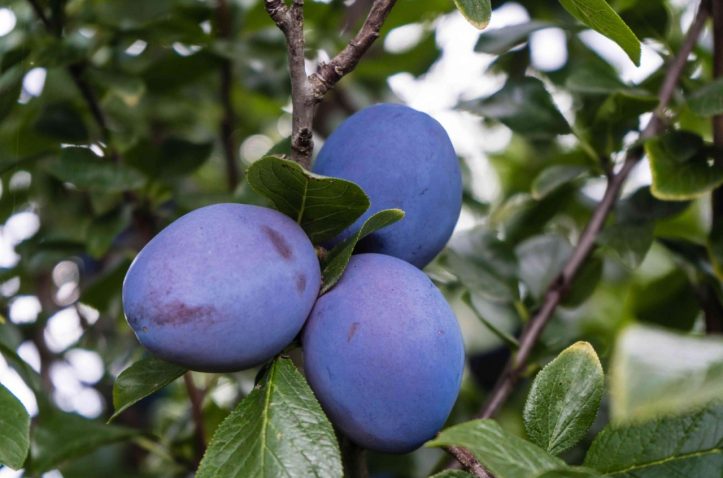 Compania Fruit Agro - producator de fructe si cereale