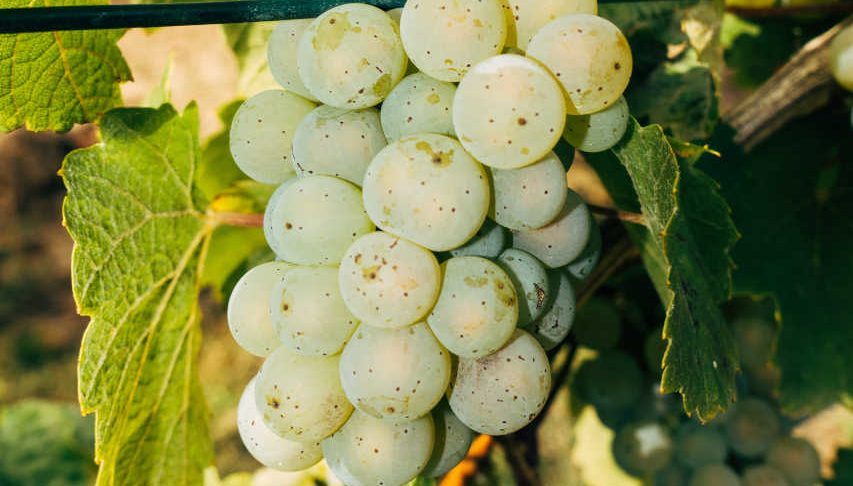 Soiuri de struguri pentru vin si de masă de la Fruit Agro