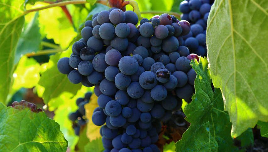 Soiuri de struguri pentru vin si de masă de la Fruit Agro