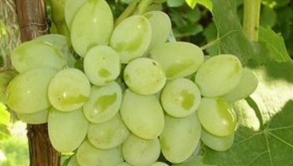 Soiuri de struguri pentru vin si de masă de la Fruit Agro